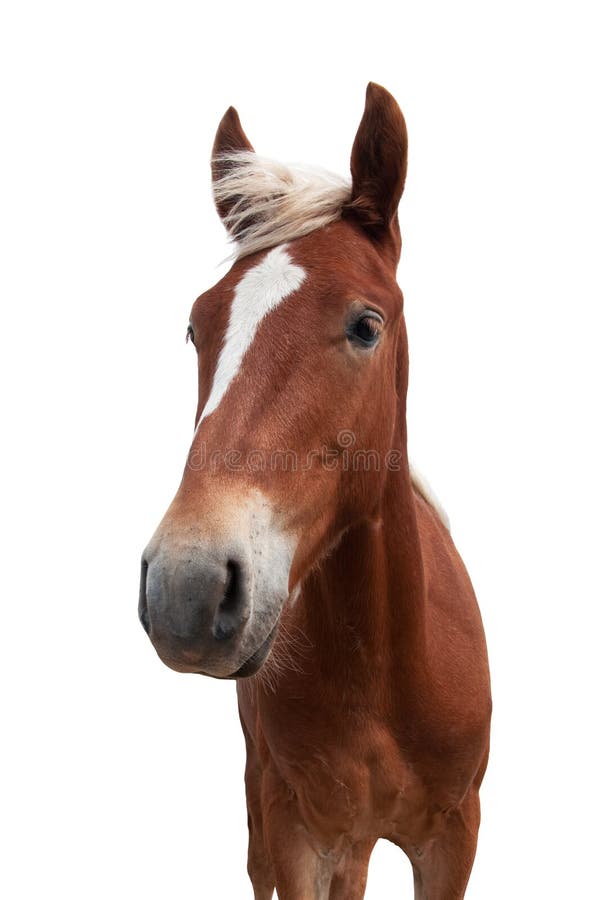 Shetland pony stock photo. Image of mane, horse, livestock - 3915066