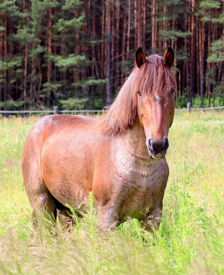 Red horse against wood stock photo. Image of animal, isolated - 12767280