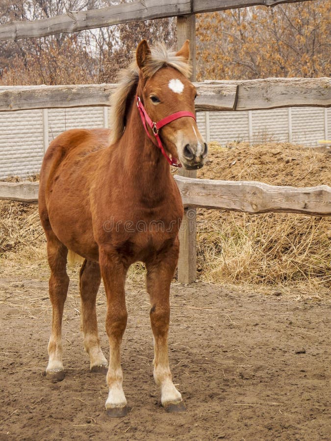 Red horse stock image. Image of breathe, head, pretty - 65632083