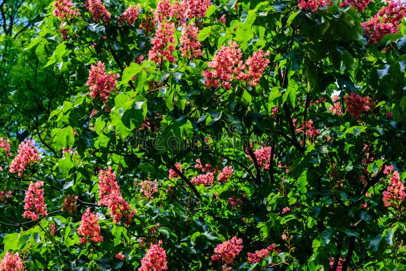 Red Horse Chestnut Aesculus Carnea Blossoming at Spring Stock Photo ...