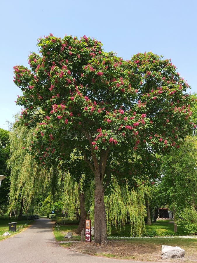 Red Horse-chestnut Tree, in the Park. Editorial Image - Image of ...