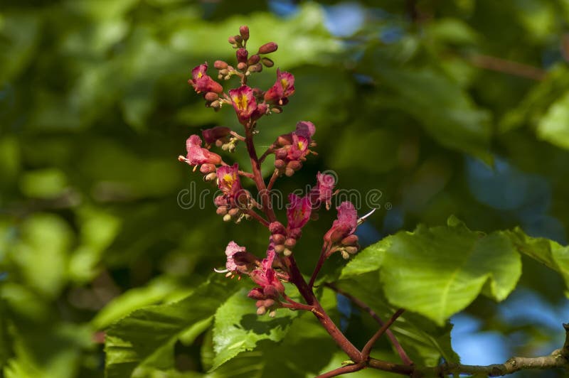 Red Horse-chestnut, Aesculus Hippocastanum or Conker Tree with Flower ...