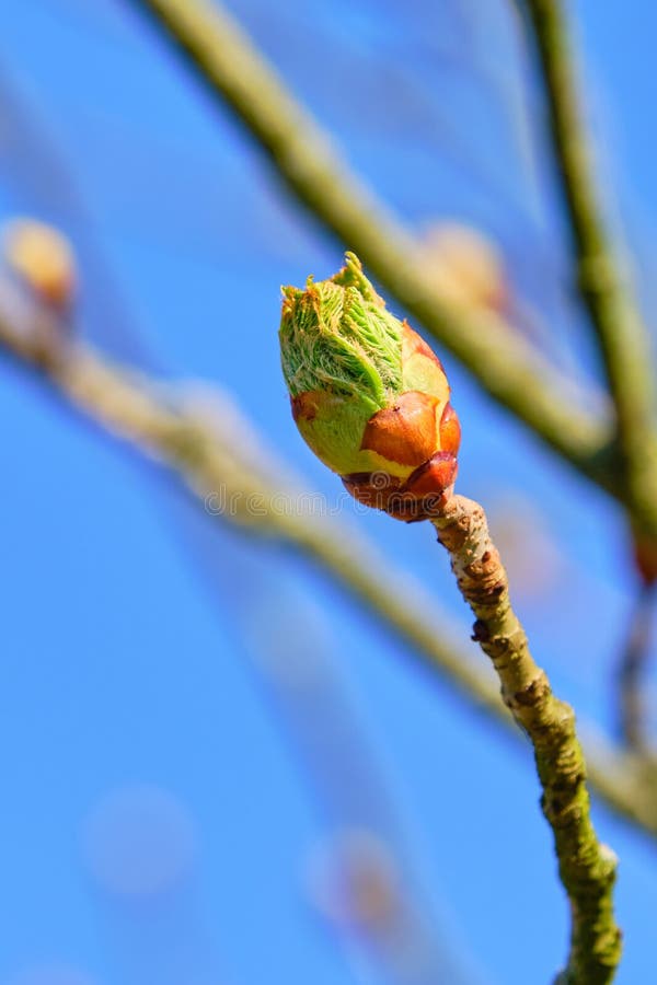 Red Horse-chestnut Bud (Aesculus X Carnea) Stock Image - Image of ...