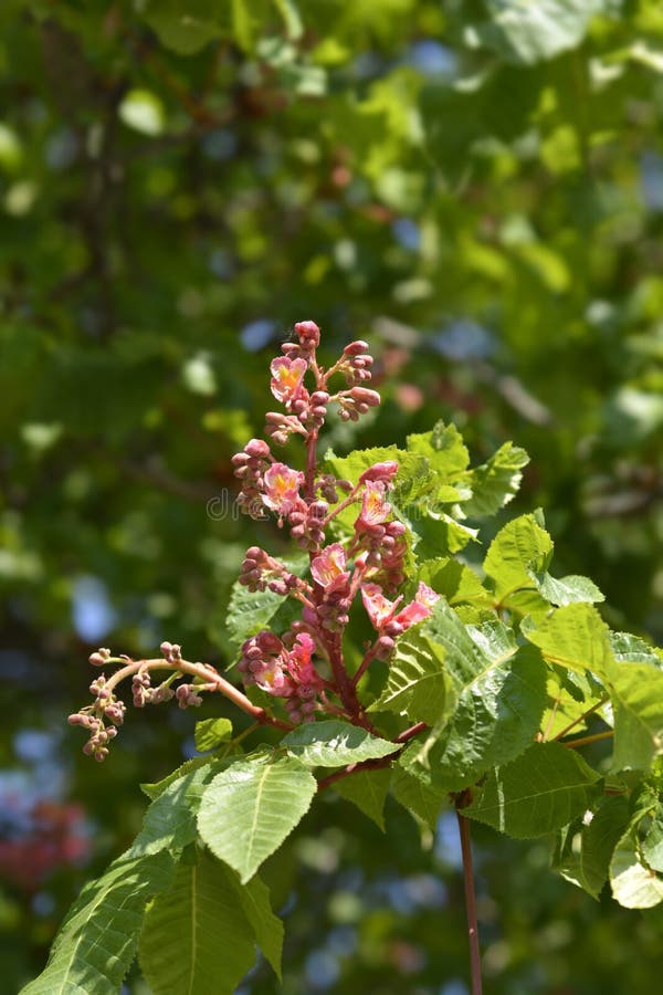 Red horse chestnut stock image. Image of green, foliage - 239041635