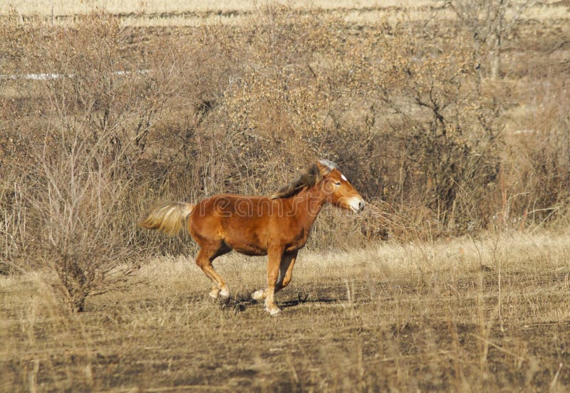 Red Horse Foal Runs on the Field Stock Photo - Image of horse, back ...
