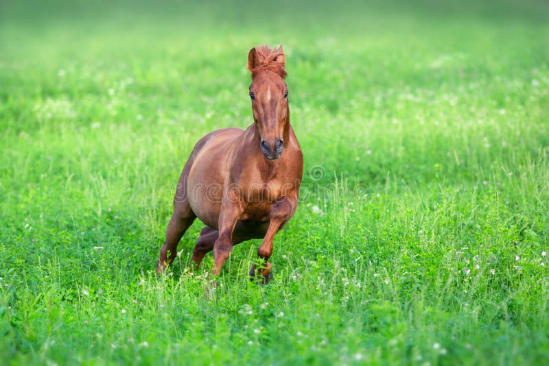 Red horse free run stock photo. Image of green, animal - 170458206