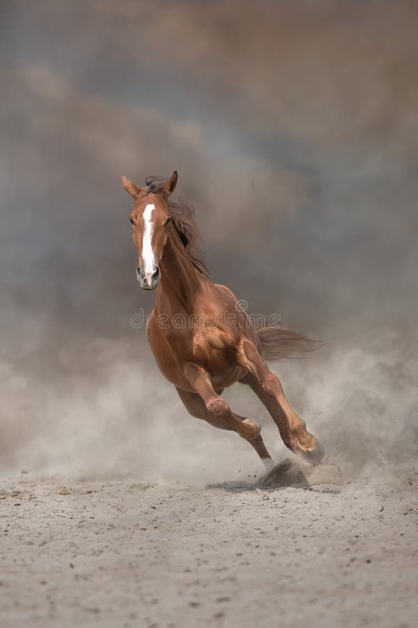 561 Red Horse Run Dust Stock Photos - Free & Royalty-Free Stock Photos ...