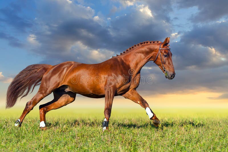 905 Galloping Mustang Stock Photos - Free & Royalty-Free Stock Photos ...