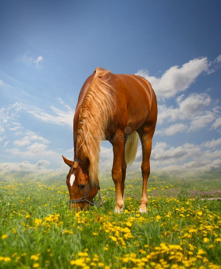 Red horse stock photo. Image of warm, heat, grazing, summer - 37029546