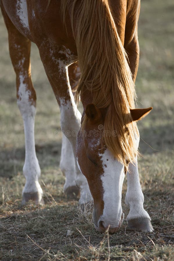 Red Horse is Grazing in Sunset Light, Close-up Portrait Stock Image ...