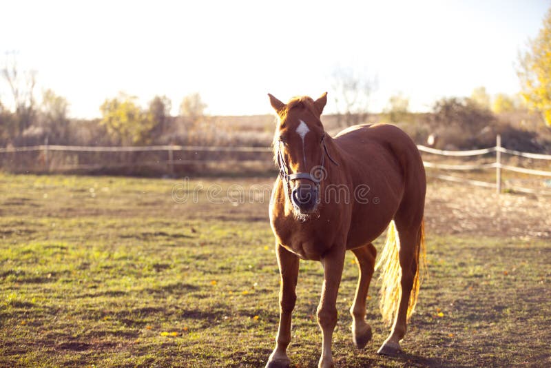 Red Horse on Nature, Sunset in Field Stock Image - Image of landscape ...