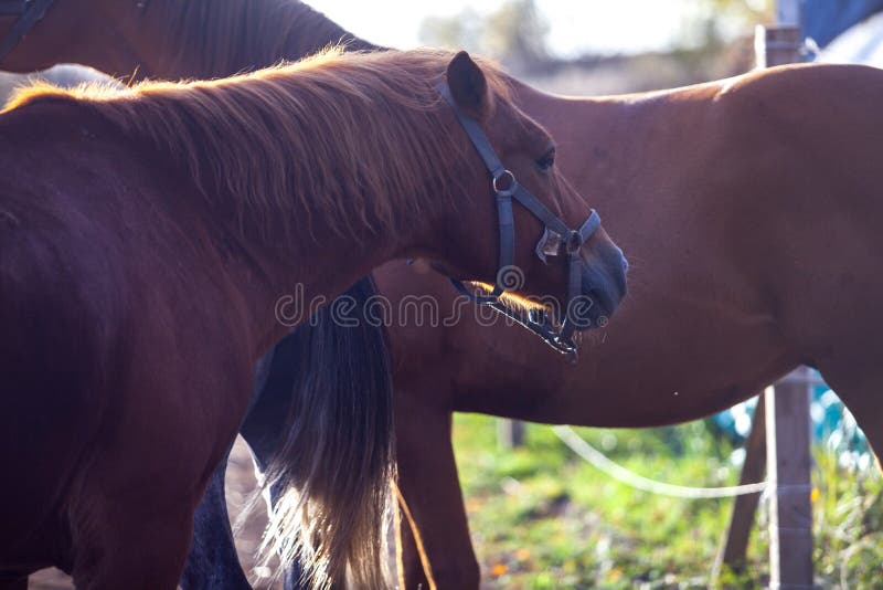 Red Horse on Nature, Sunset in Field Stock Image - Image of equestrian ...