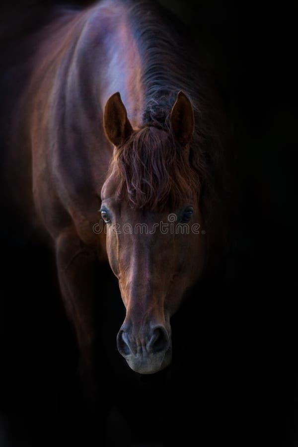 Red horse portrait stock photo. Image of stallion, isolation - 95891714