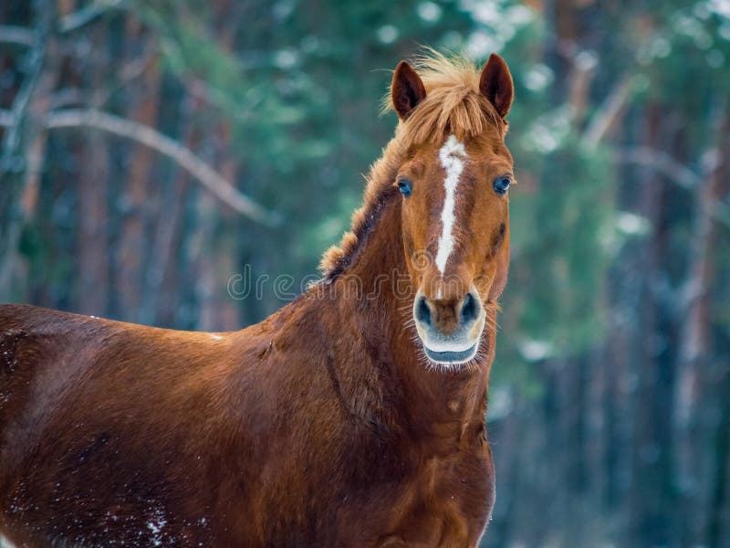 Red horse portrait stock image. Image of meadow, landscape - 65739535