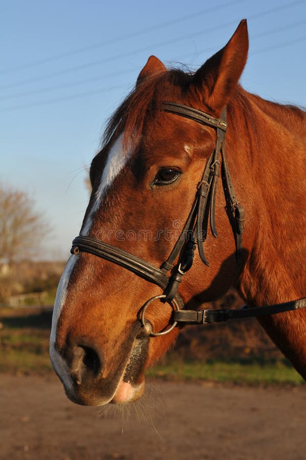 Red horse portrait stock image. Image of clear, harness - 40328451