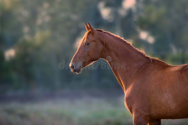 Red horse portrait stock photo. Image of horses, outdoor - 129533360
