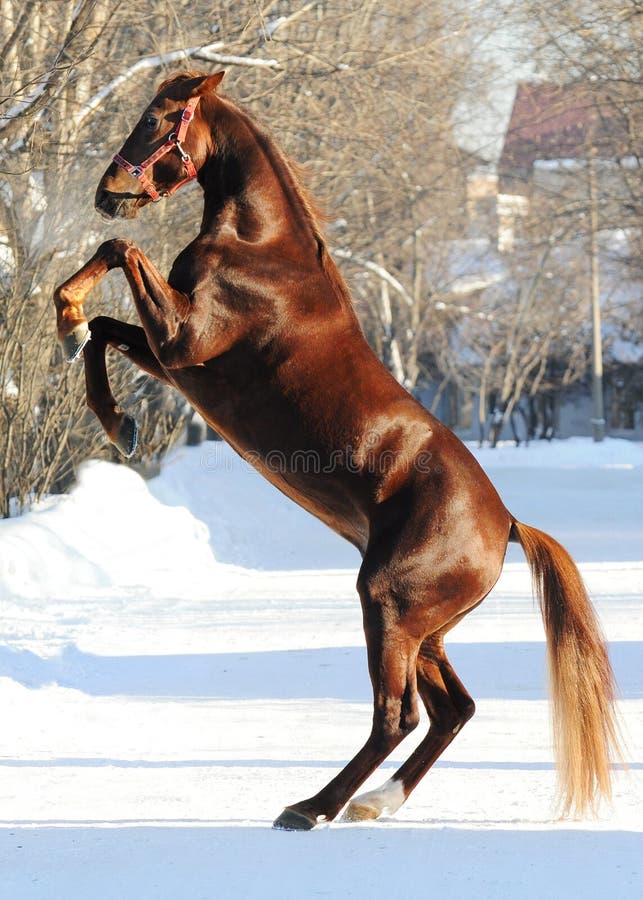 The red horse rears stock image. Image of move, muscle - 75661381