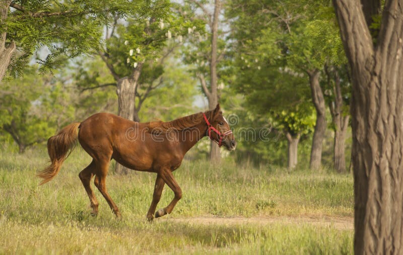 Red Horse in the Red Halter Running Stock Photo - Image of halter ...
