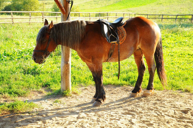 Red riding horse stock image. Image of happiness, smiling - 43374701