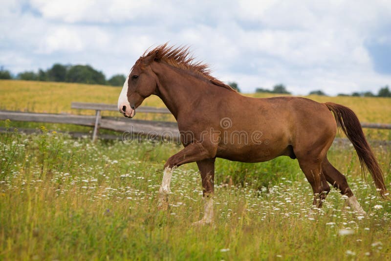 Lusitano horse in paddock stock photo. Image of gallop - 34605572
