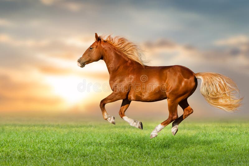 Three horse run gallop stock photo. Image of equestrian - 58756536