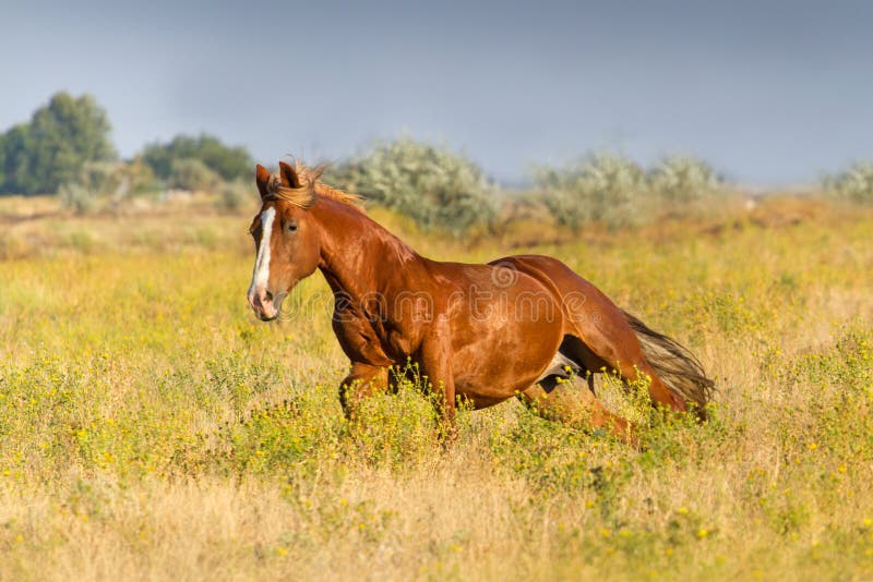 708 Fast Red Horse Run Field Stock Photos - Free & Royalty-Free Stock ...