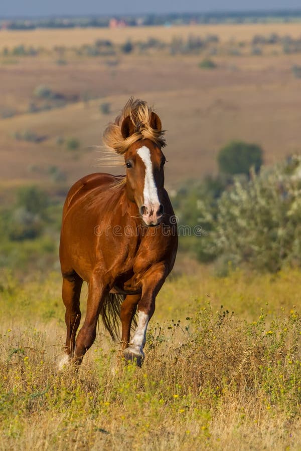 Red horse run stock photo. Image of cute, long, nature - 70571792