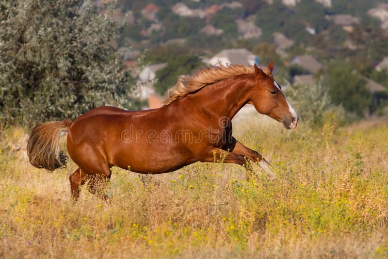 3,837 Red Horse Run Stock Photos - Free & Royalty-Free Stock Photos ...