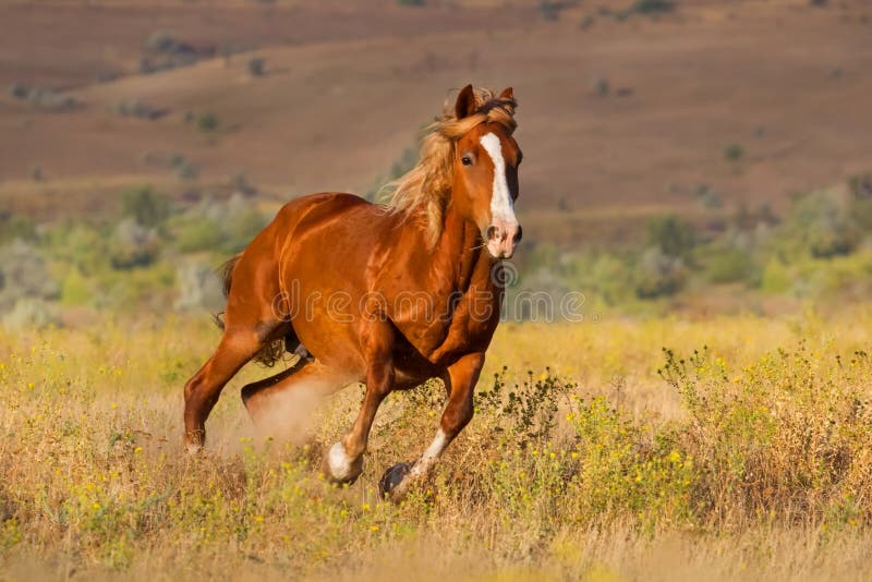 3,654 Red Horse Run Stock Photos - Free & Royalty-Free Stock Photos ...