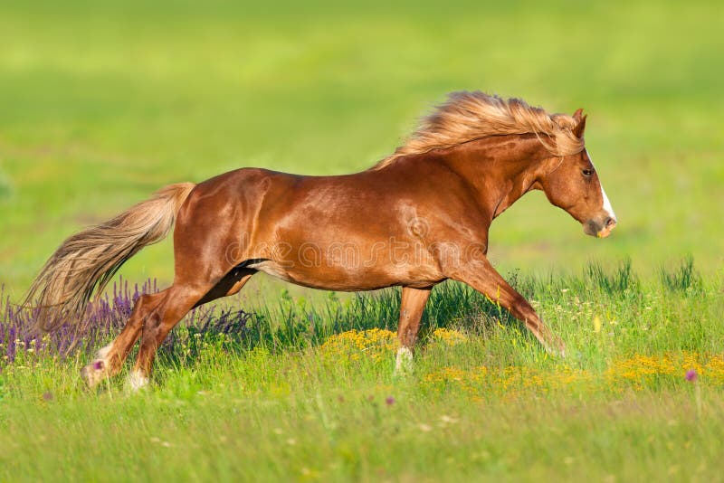 Red horse run in flowers stock image. Image of equestrian - 81691999