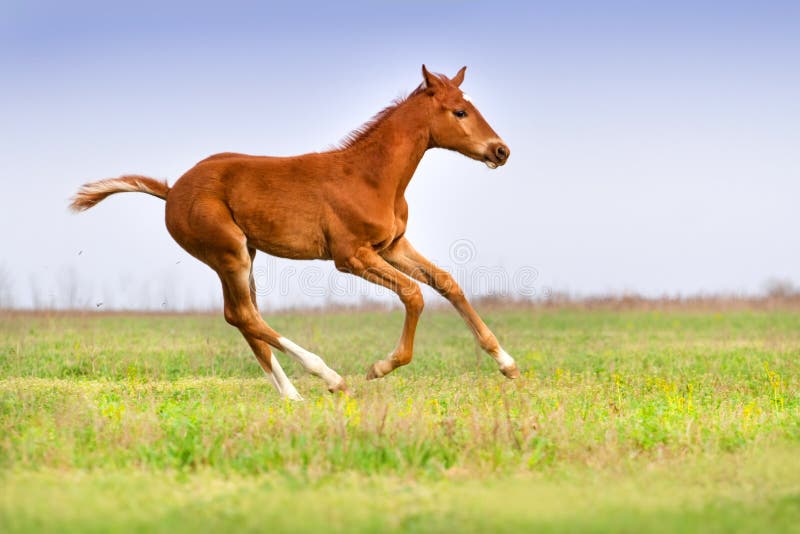 Red horse run stock image. Image of domestic, purebred - 69831843