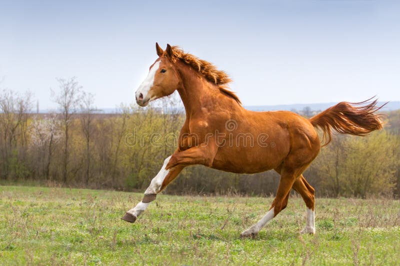3,837 Red Horse Run Stock Photos - Free & Royalty-Free Stock Photos ...
