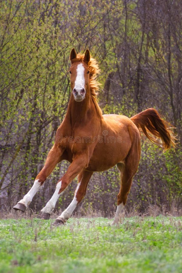 3,837 Red Horse Run Stock Photos - Free & Royalty-Free Stock Photos ...