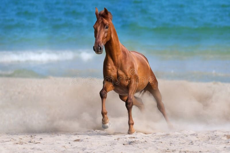 Red horse run stock photo. Image of horse, equine, animal - 76278680