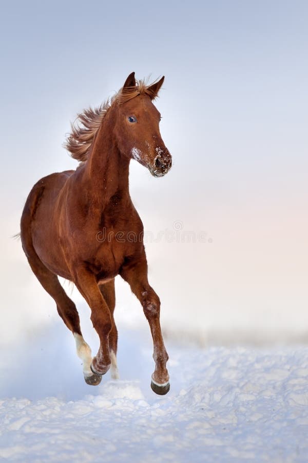Red horse run stock photo. Image of animal, long, field - 84334170