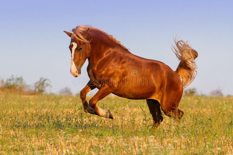 Red horse run stock photo. Image of brown, nature, fast - 76322216