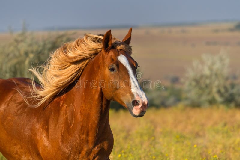 Red horse run stock image. Image of stallion, chestnut - 70571033