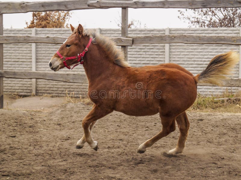 Red horse run stock image. Image of looking, portrait - 65632071