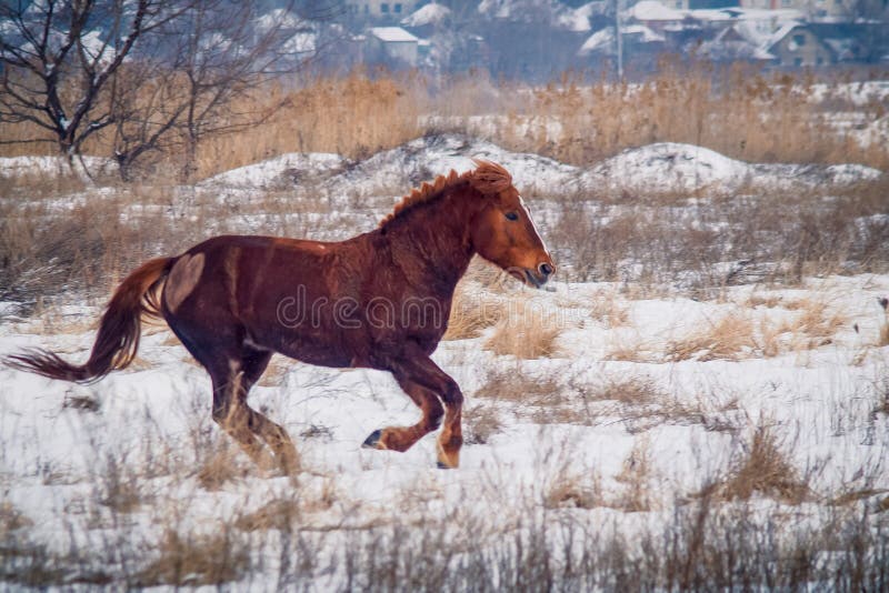 Red horse run stock image. Image of grass, meadow, looking - 65739541