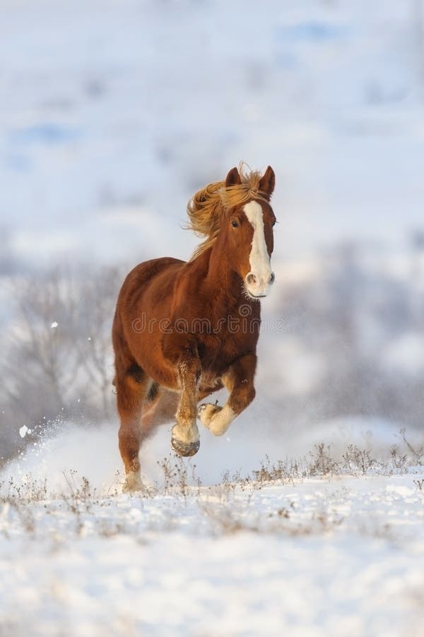 Red horse run in snow stock image. Image of haflinger - 78903155