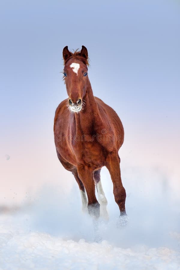 Two red horse run stock photo. Image of brown, horses - 84353668