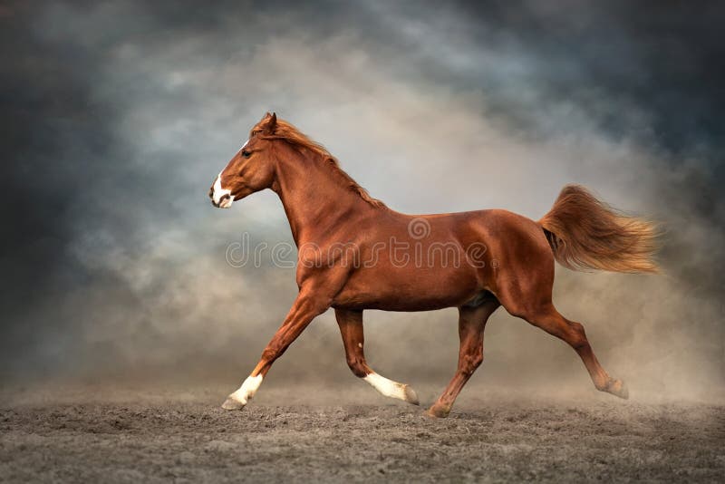 Red horse run stock photo. Image of close, long, grey - 205534802