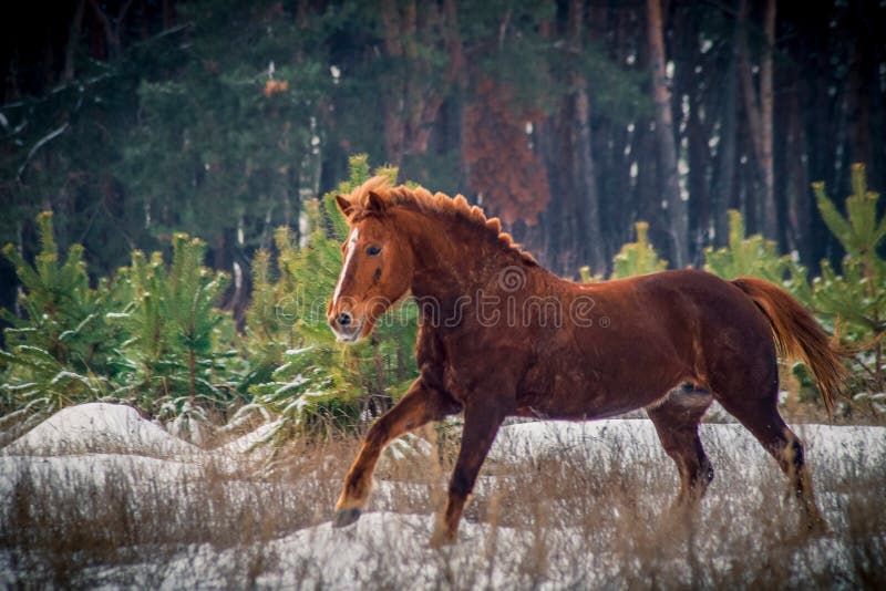 Red Horse Running in the Forest Stock Image - Image of beautiful, grass ...