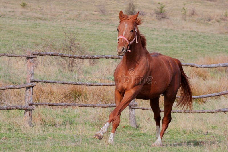 Red Horse Running on the Snow. Stock Image - Image of domestic, farm ...