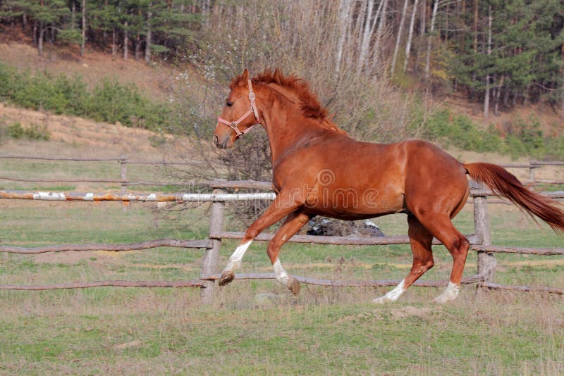 Red horse. stock image. Image of grass, animal, running - 39494085