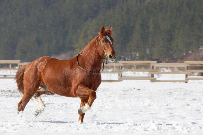 Red Horse Running on the Snow. Stock Photo - Image of beautiful ...