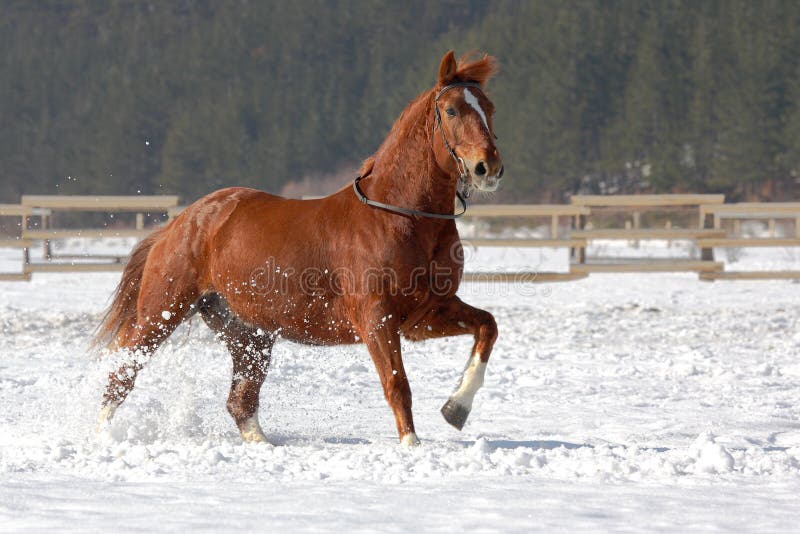 Red Arabian Stallion Runs Gallop in the Snow Stock Image - Image of ...