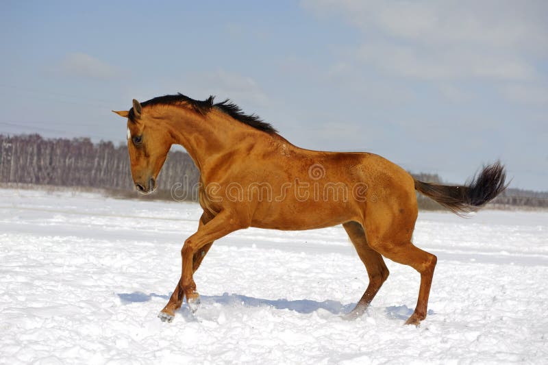 Red Horse Running in Winter Stock Image - Image of beauty, happy: 35026529