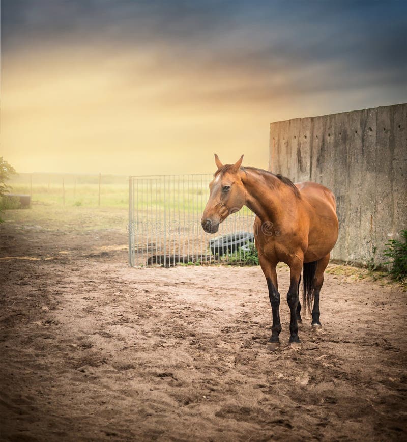 Red Horse on Sand Paddock on Sunset Stock Photo - Image of ranch, light ...