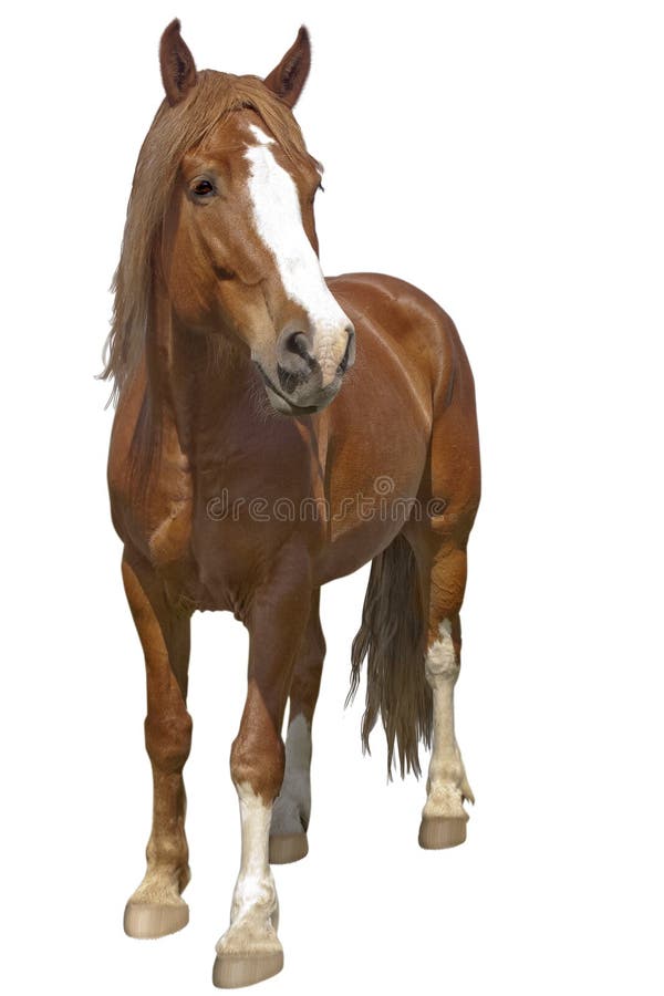 Shetland pony stock photo. Image of mane, horse, livestock - 3915066